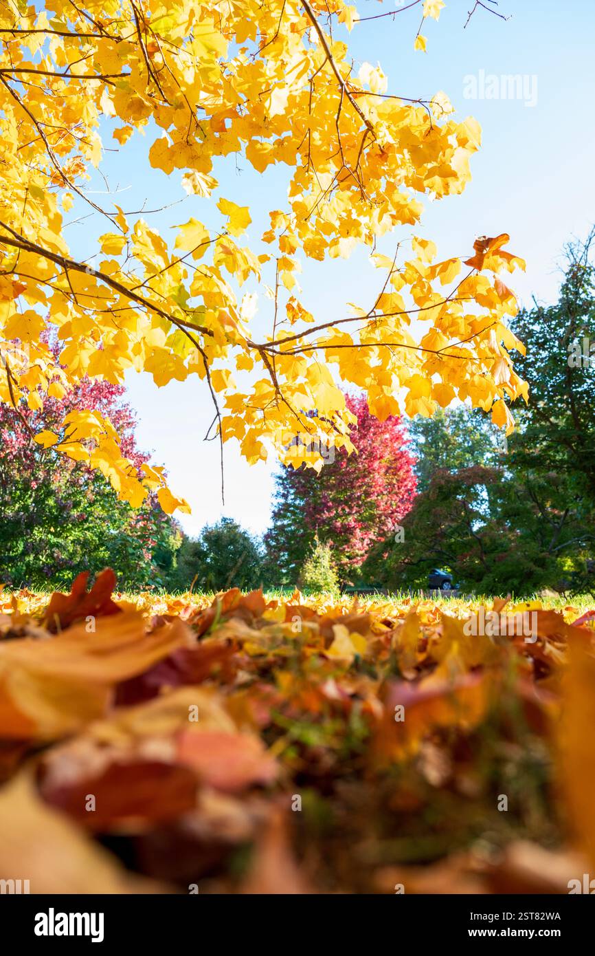 Beautiful golden leaves of a Sugar Maple tree at the U.S. National ...