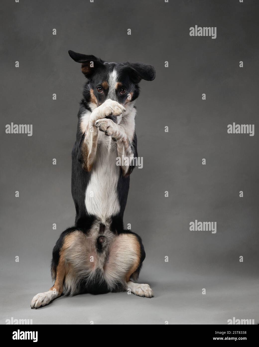 A black and white border collie stands on its hind legs, lifting its ...