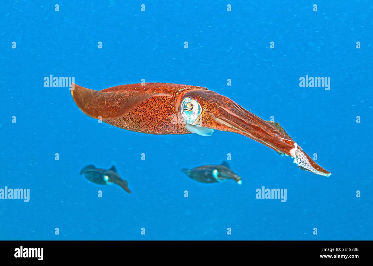 Torpedo shaped fish hi-res stock photography and images - Alamy