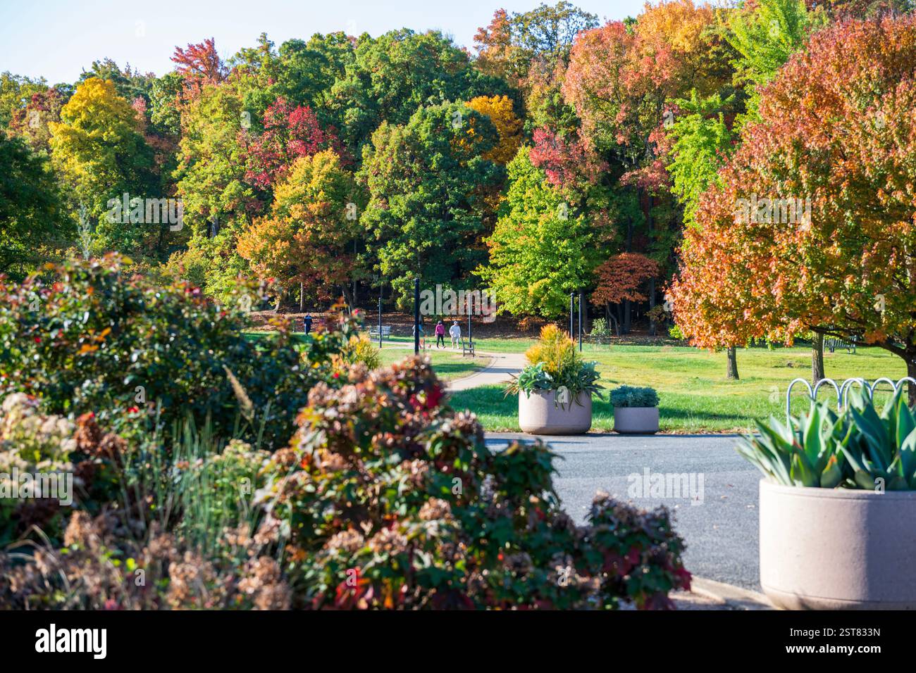 An assortment of trees with leaves of gold, red and green at the U.S ...