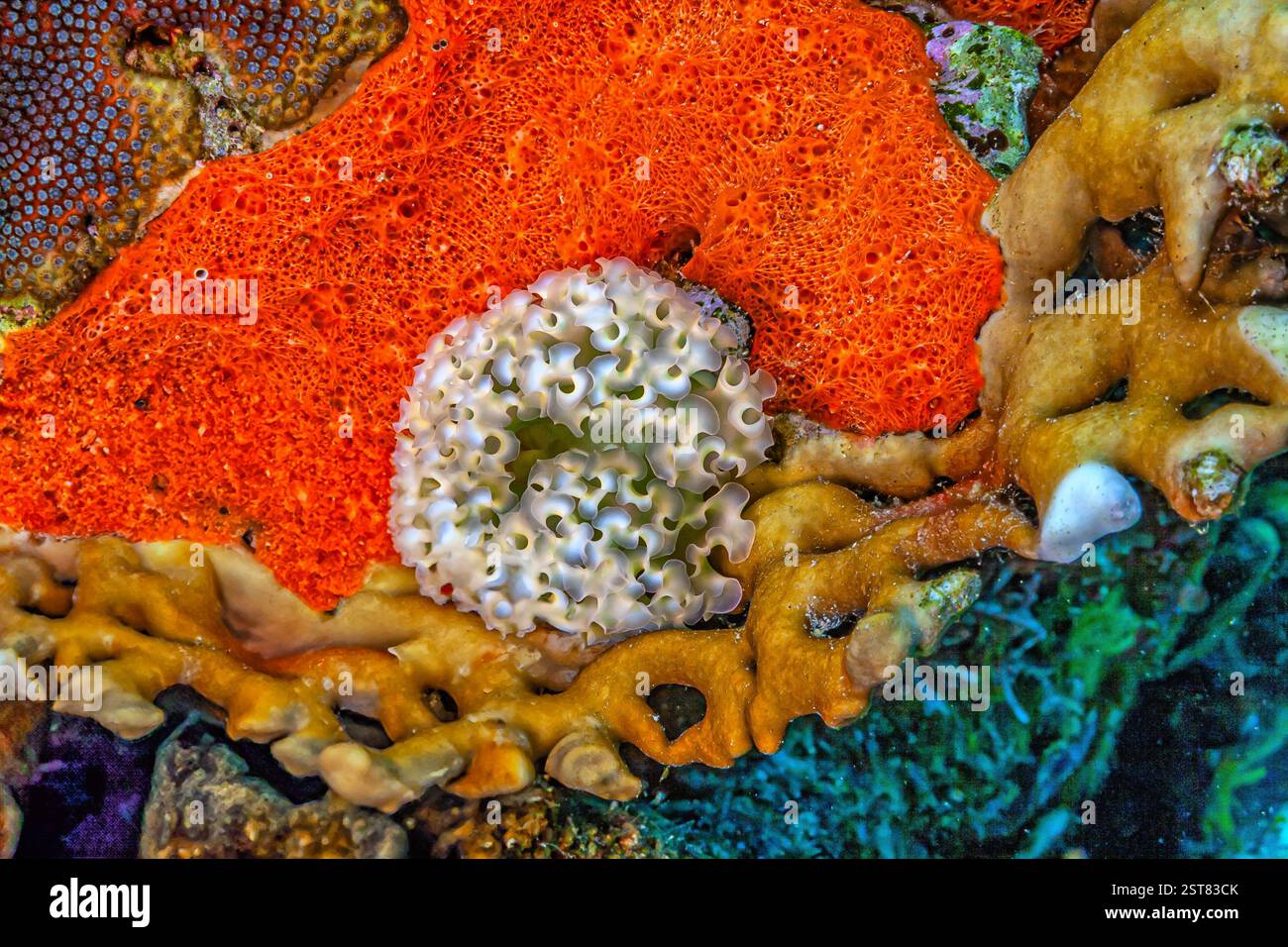 Elysia crispata, common name the lettuce sea slug or lettuce slug, is a ...