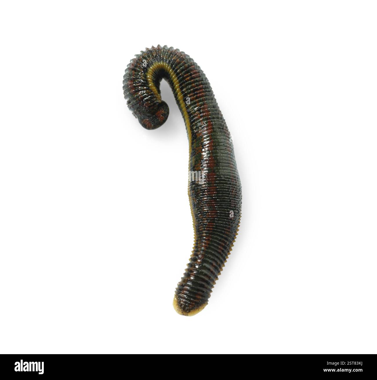 One medicinal leech isolated on white, top view Stock Photo - Alamy