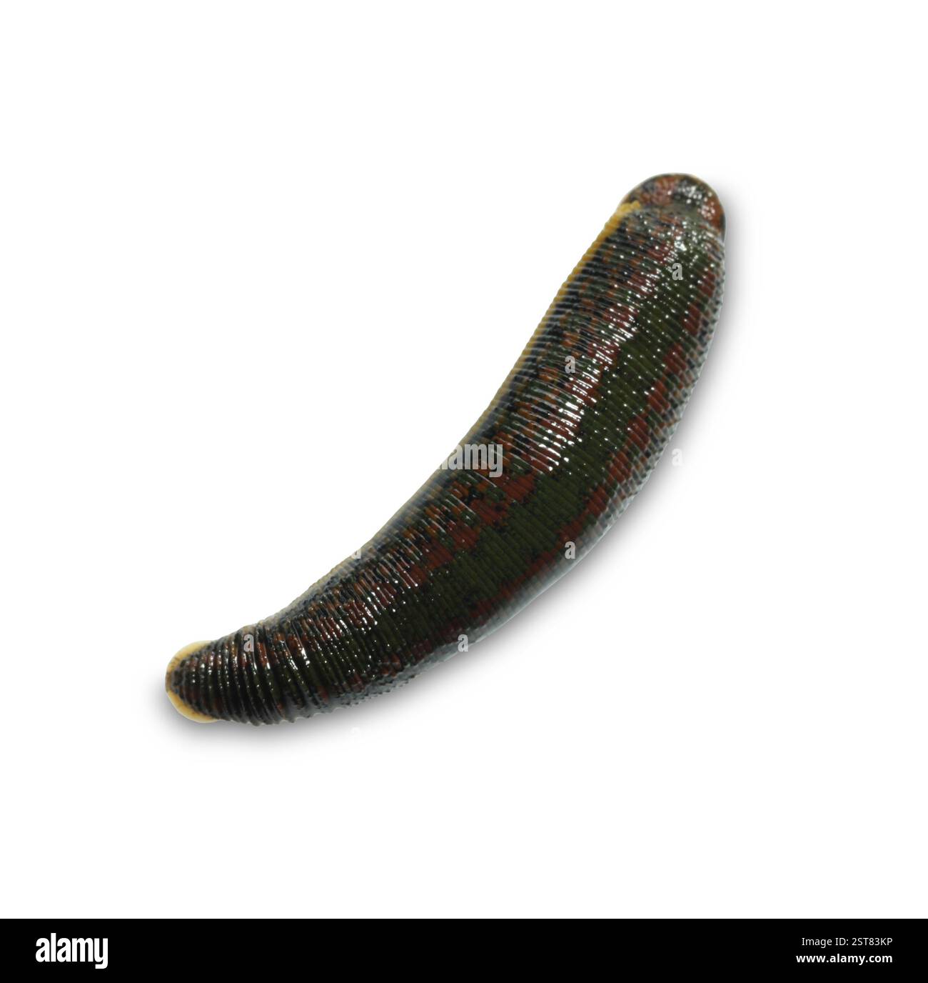 One medicinal leech isolated on white, top view Stock Photo - Alamy