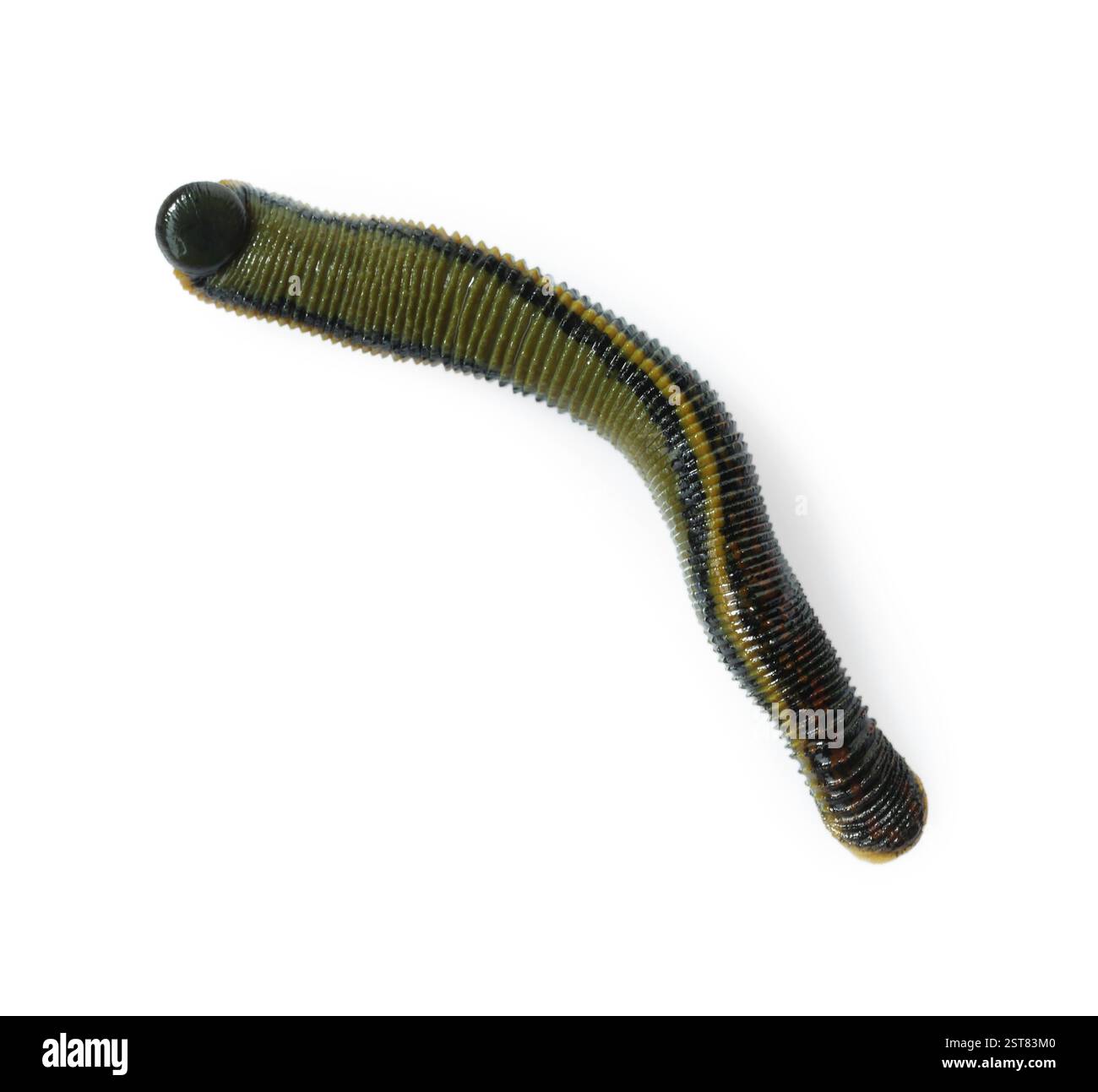 One medicinal leech isolated on white, top view Stock Photo - Alamy