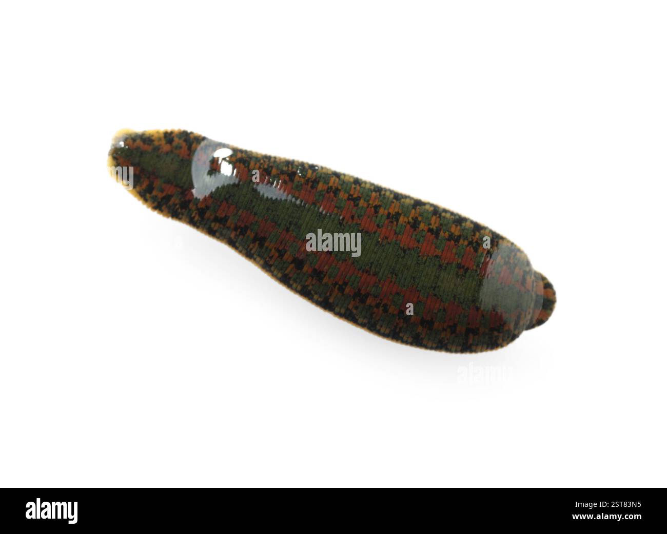 One medicinal leech isolated on white, top view Stock Photo - Alamy