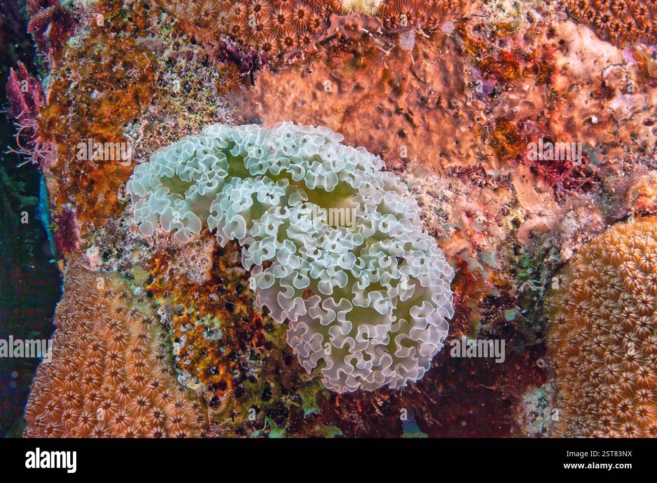 Elysia crispata, common name the lettuce sea slug or lettuce slug, is a ...