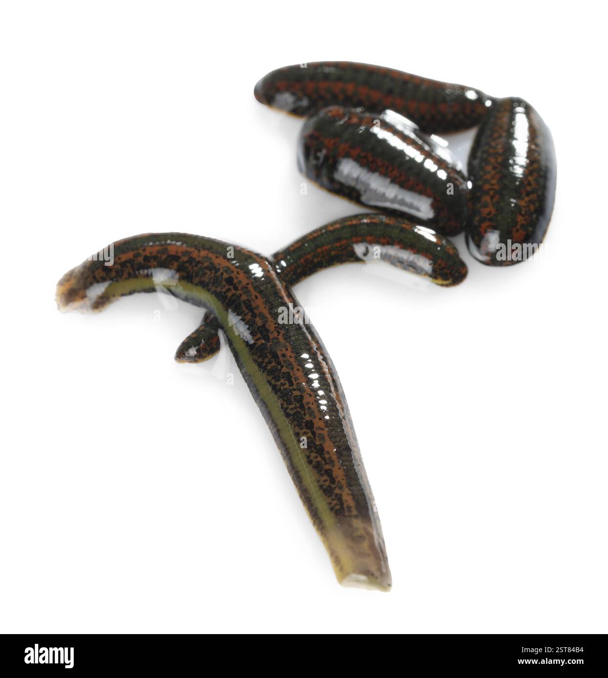 Medicinal leech isolated on white. Alternative medicine Stock Photo - Alamy