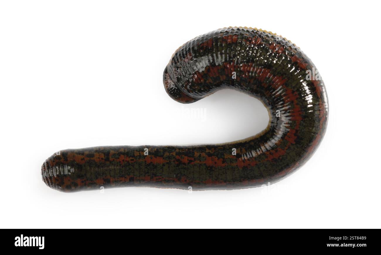 Medicinal leech Cut Out Stock Images & Pictures - Alamy