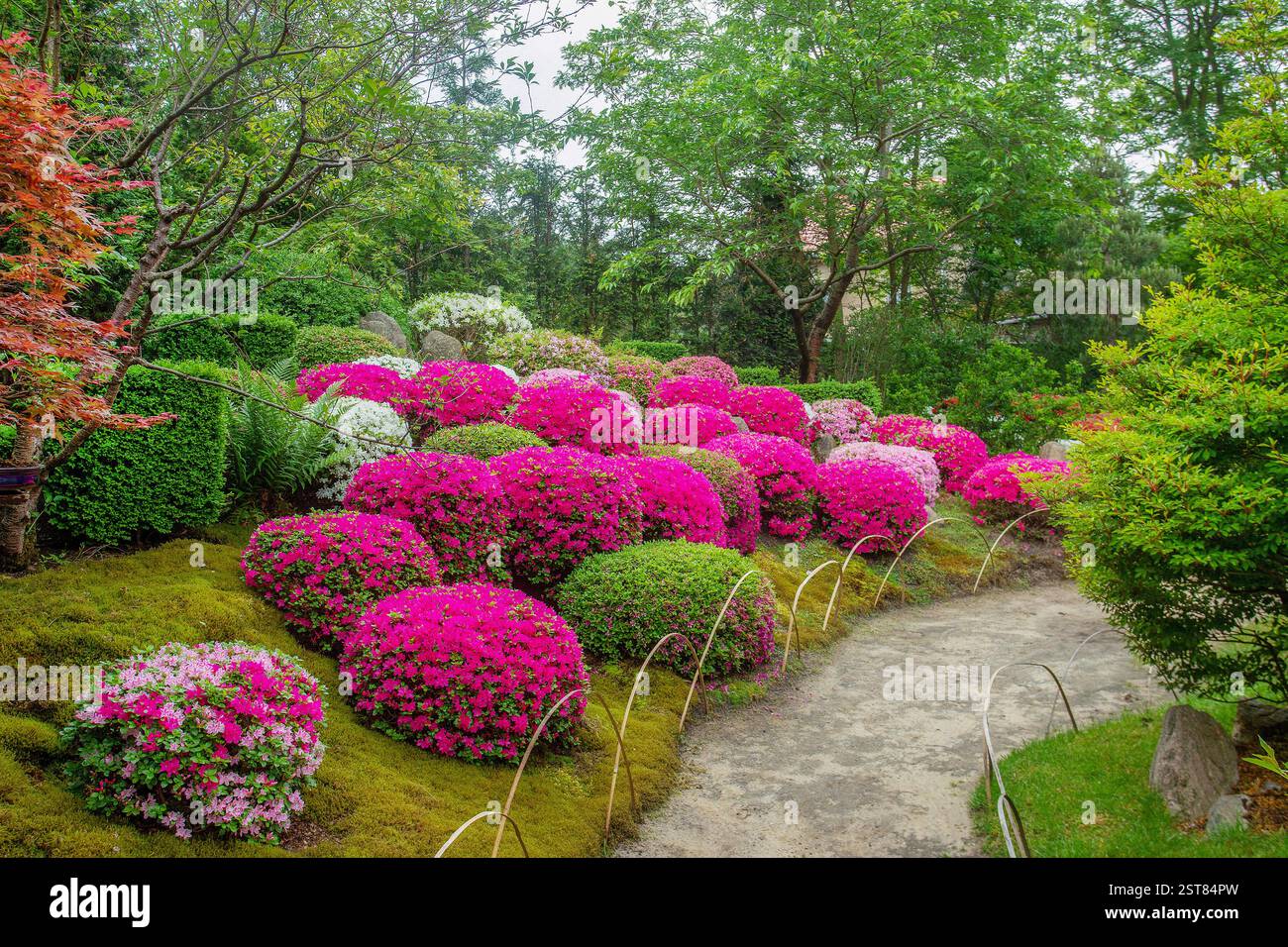 Japanesein bloom hi-res stock photography and images - Alamy