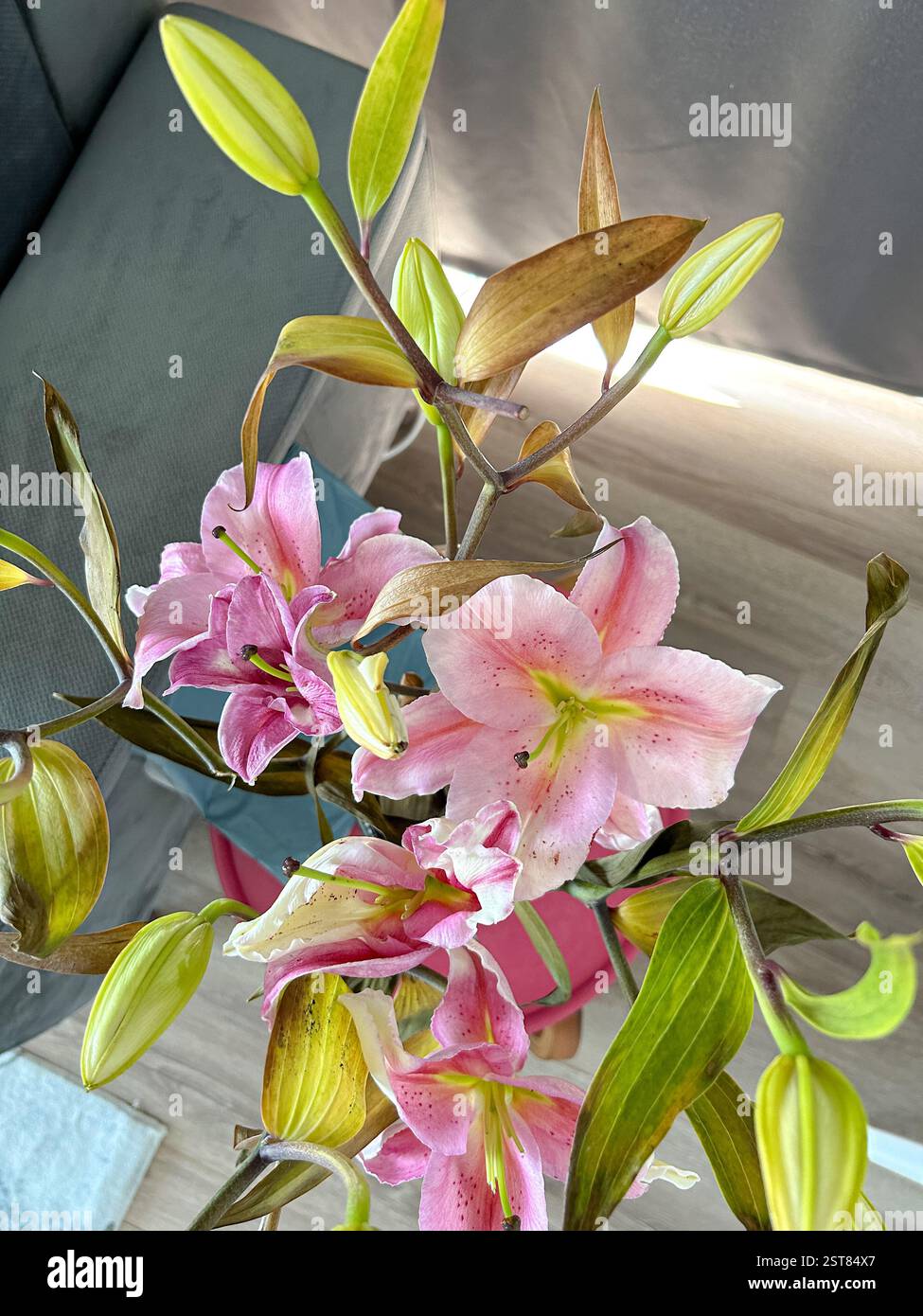 This delicate photograph showcases a bouquet of pink lilies in various ...