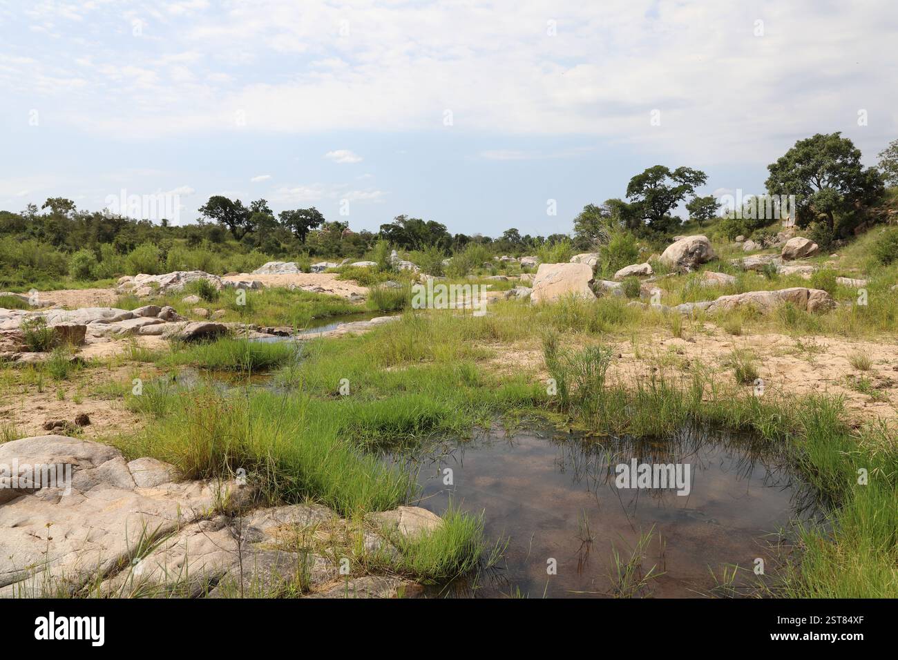 Afrikanischer Busch - Krügerpark - Biyamiti River / African Bush ...