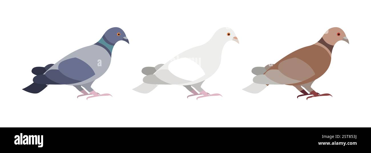 Three pigeons of different colors Stock Vector Image & Art - Alamy