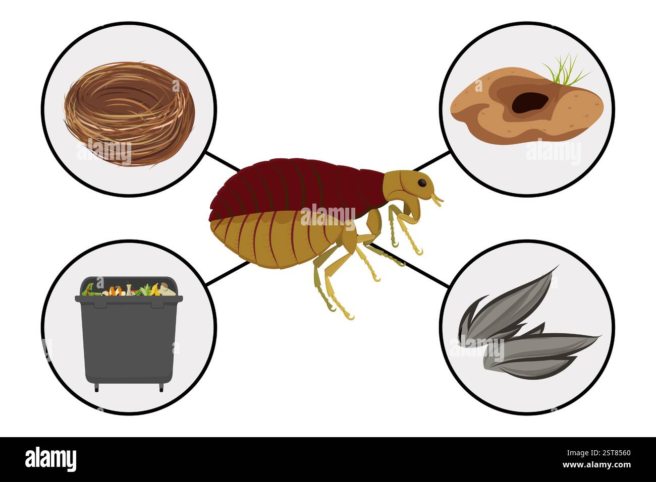 Flea habitats including bird nests, animal burrows, garbage and animal ...