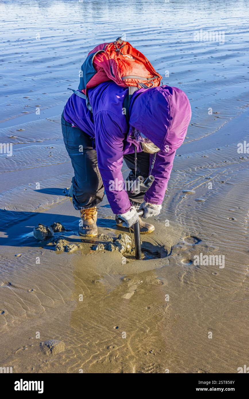 Woman with clam gun harvesting Pacific Razor Clams on Mocrocks Beach ...