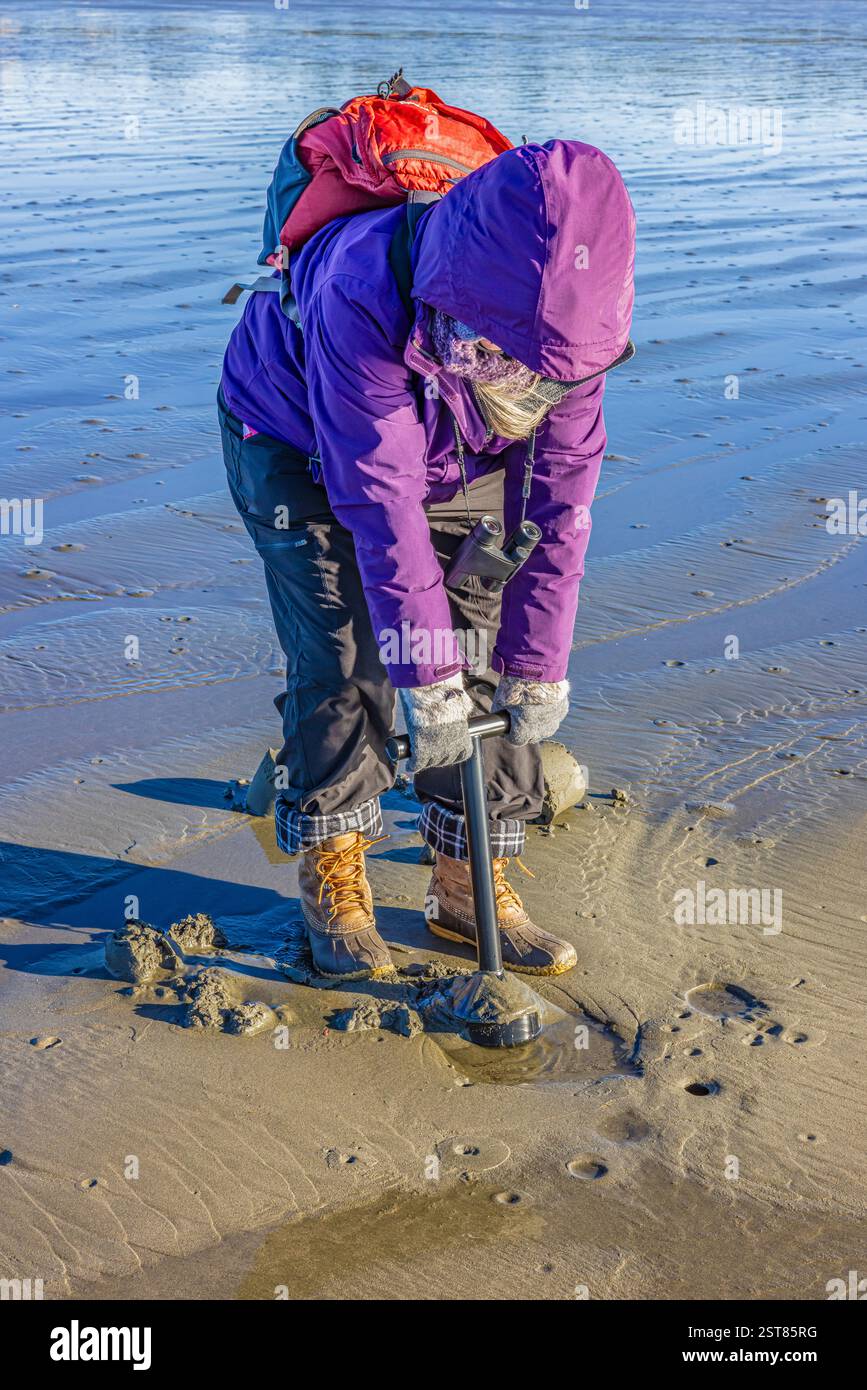 Woman with clam gun harvesting Pacific Razor Clams on Mocrocks Beach ...