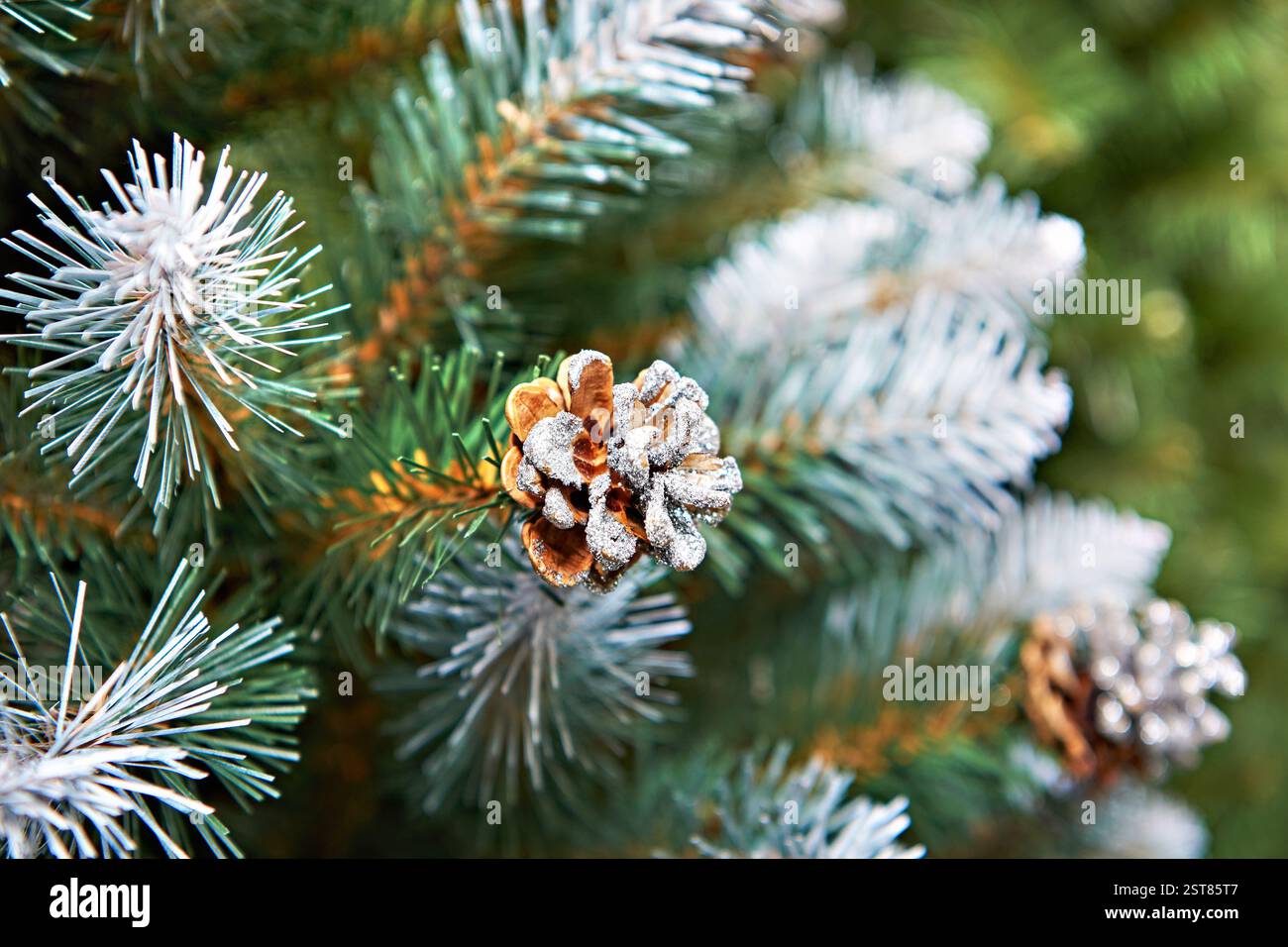 Pine cones spruce tree hi-res stock photography and images - Alamy