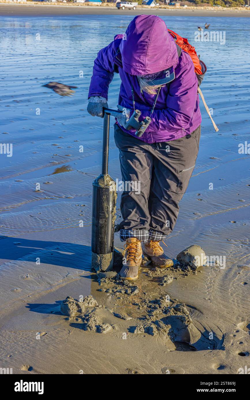 Woman with clam gun harvesting Pacific Razor Clams on Mocrocks Beach ...