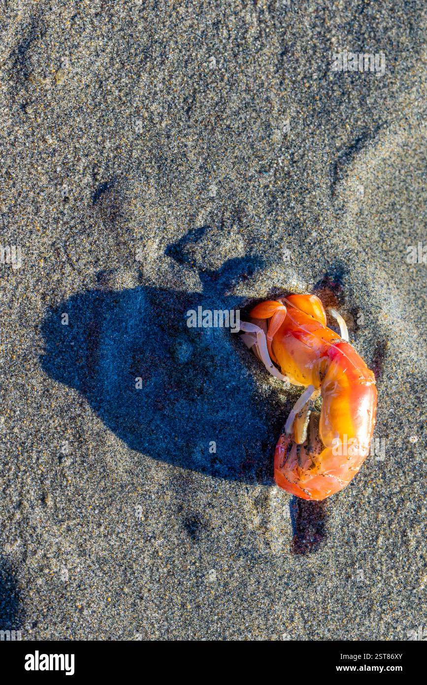 Bay Ghost Shrimp, Neotrypaea californiensis, excavated from burrow ...