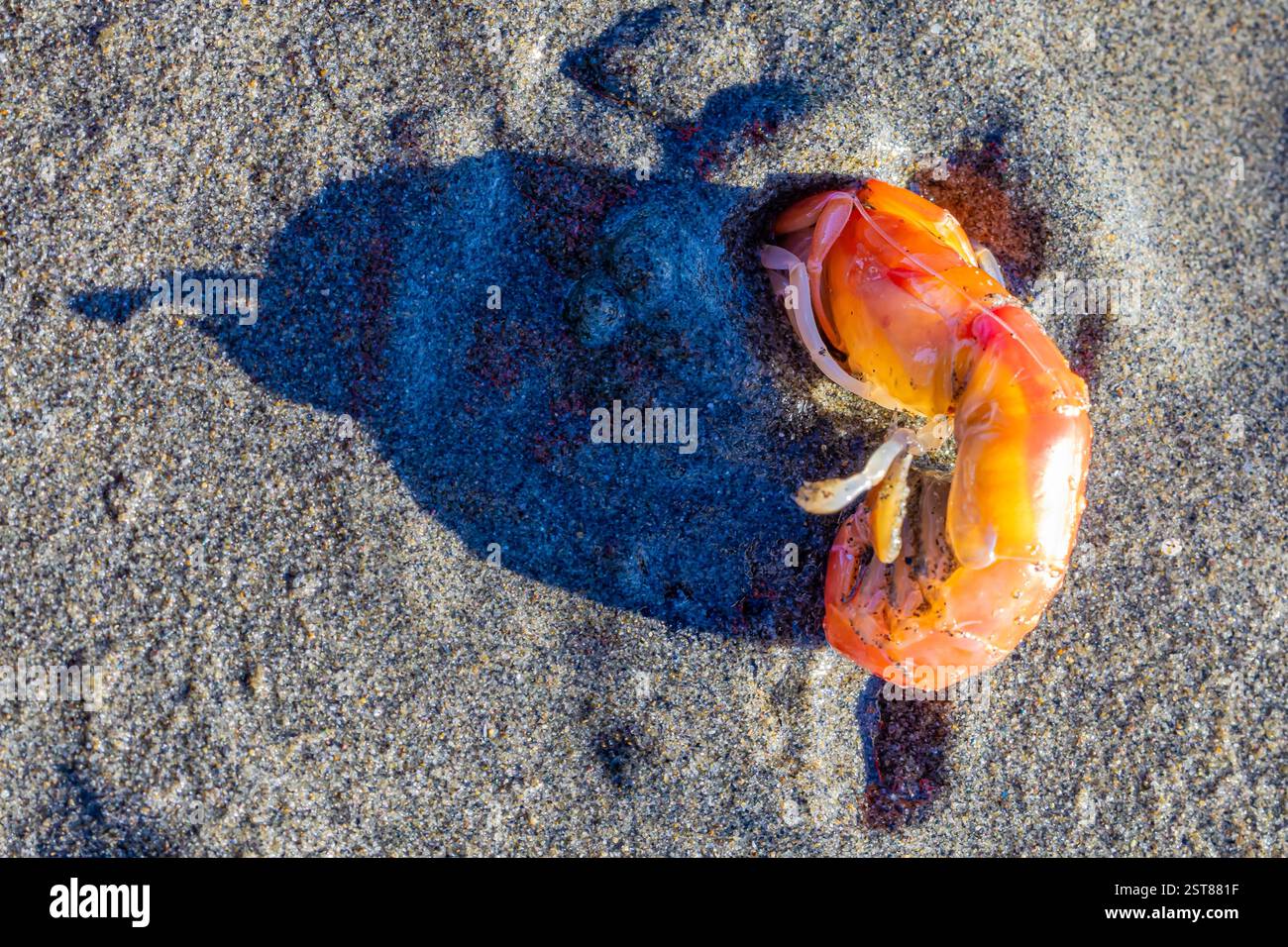 Bay Ghost Shrimp, Neotrypaea californiensis, excavated from burrow on ...