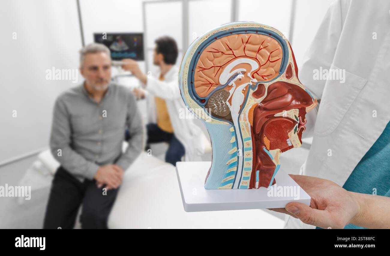 Anatomical model of human head with vascular structures and nerves in foreground of process of ...