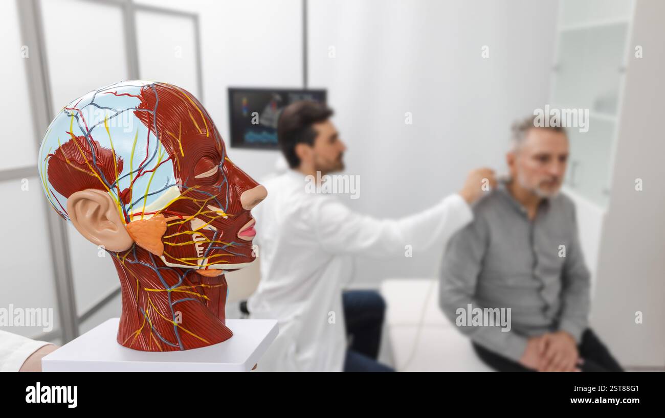 Anatomical model of human head with vascular structures and nerves in ...