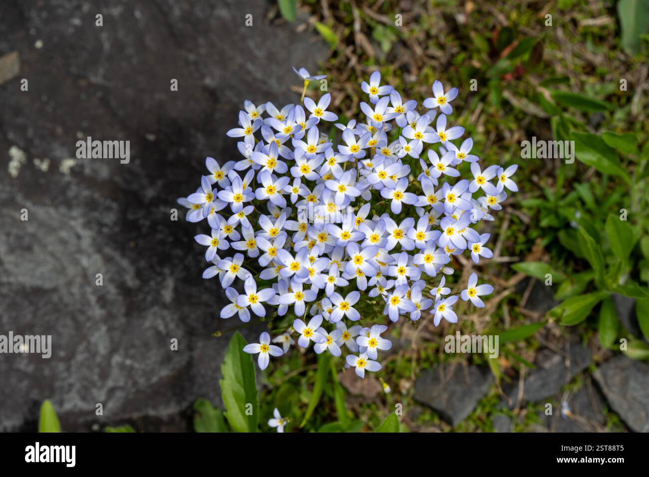 Overhead view of delicate flowers growing between slate Stock Photo - Alamy