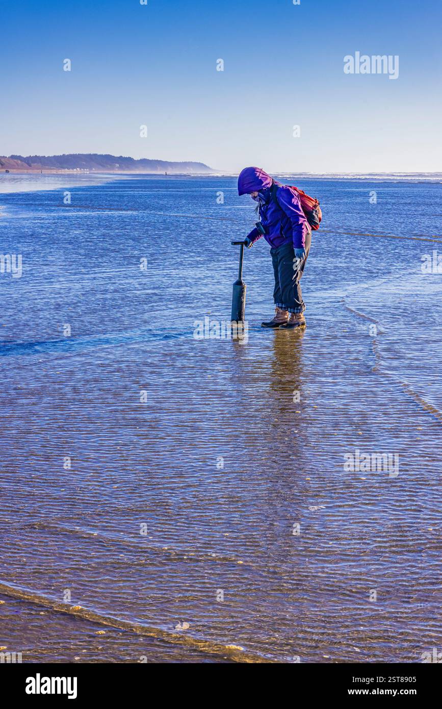 Using a clam gun for harvesting Razor Clams on Mocrocks Beach, Pacific ...