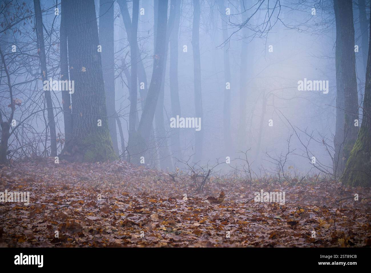 misty morning in the dense forest, where soft fog weaves through ...