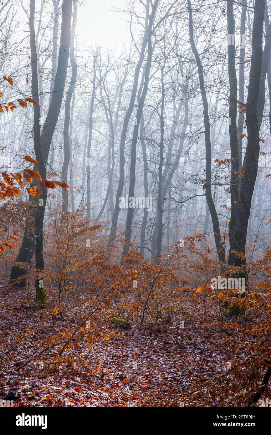 a misty morning deep in the forest, where soft fog blankets the ...