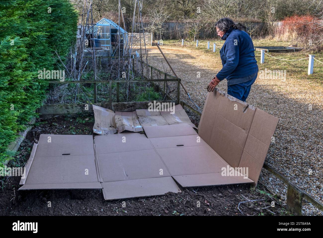No dig gardening. Using cardboard to cover soil in vegetable bed and ...
