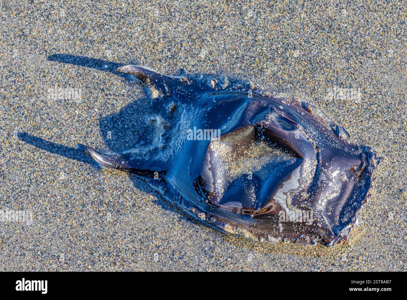 Razor clam egg hi-res stock photography and images - Alamy
