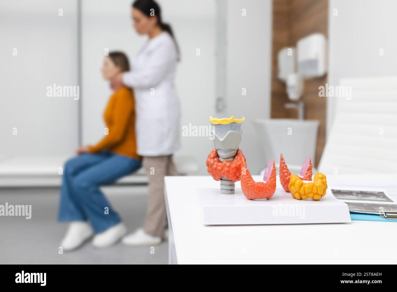 Anatomical model of thyroid gland on doctor's table, close-up ...