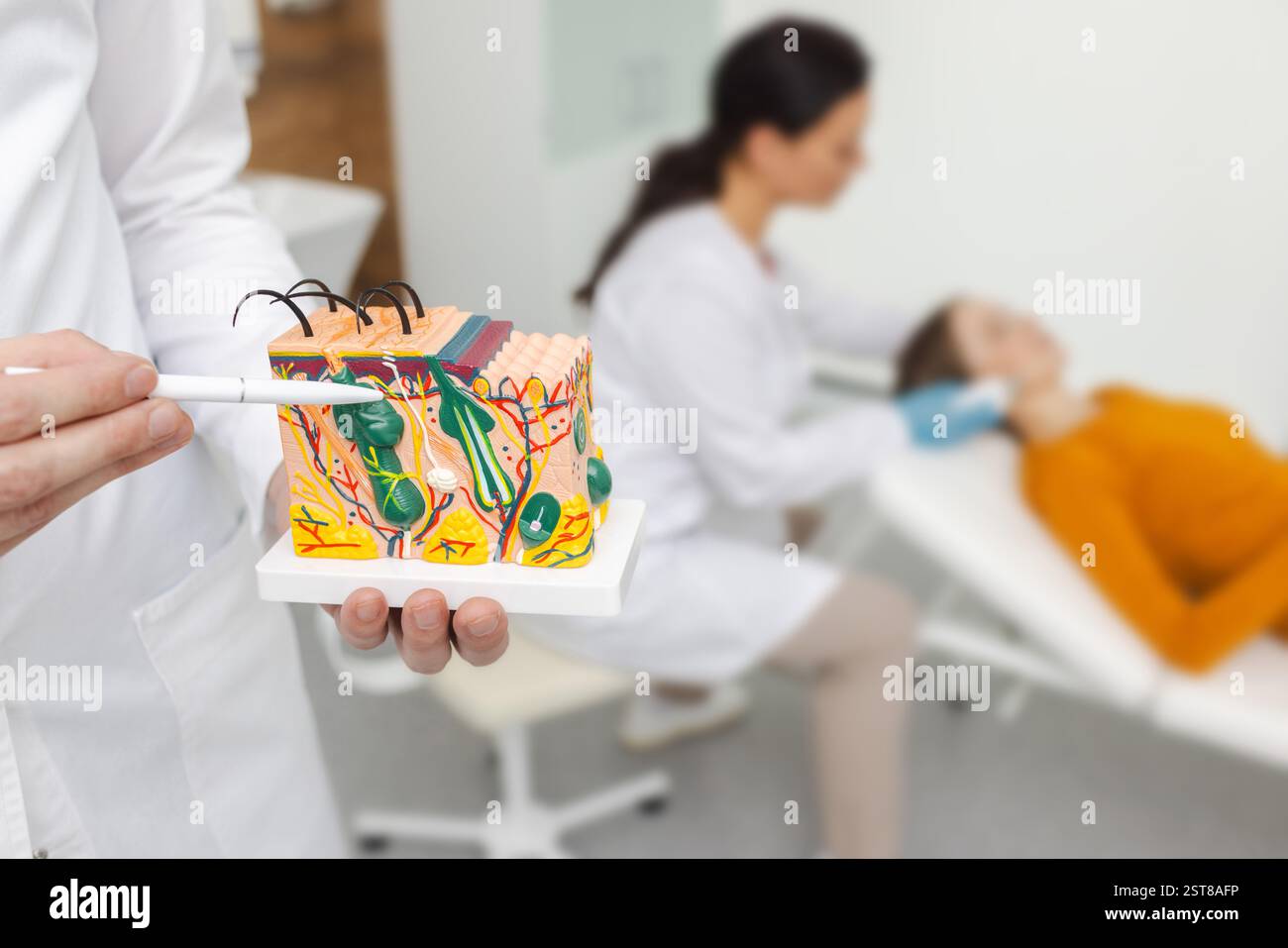 Cosmetologist explains skin anatomy using skin structure model while ...