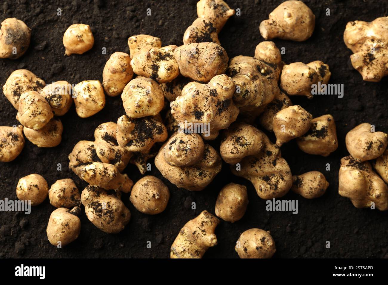 Many raw Jerusalem artichokes on soil, top view. Root vegetable Stock ...