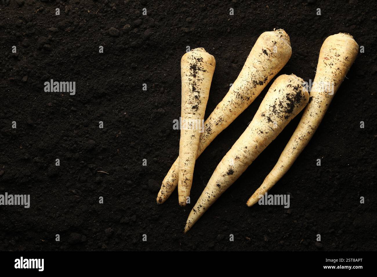 Many raw parsley roots on soil, top view and space for text. Root ...