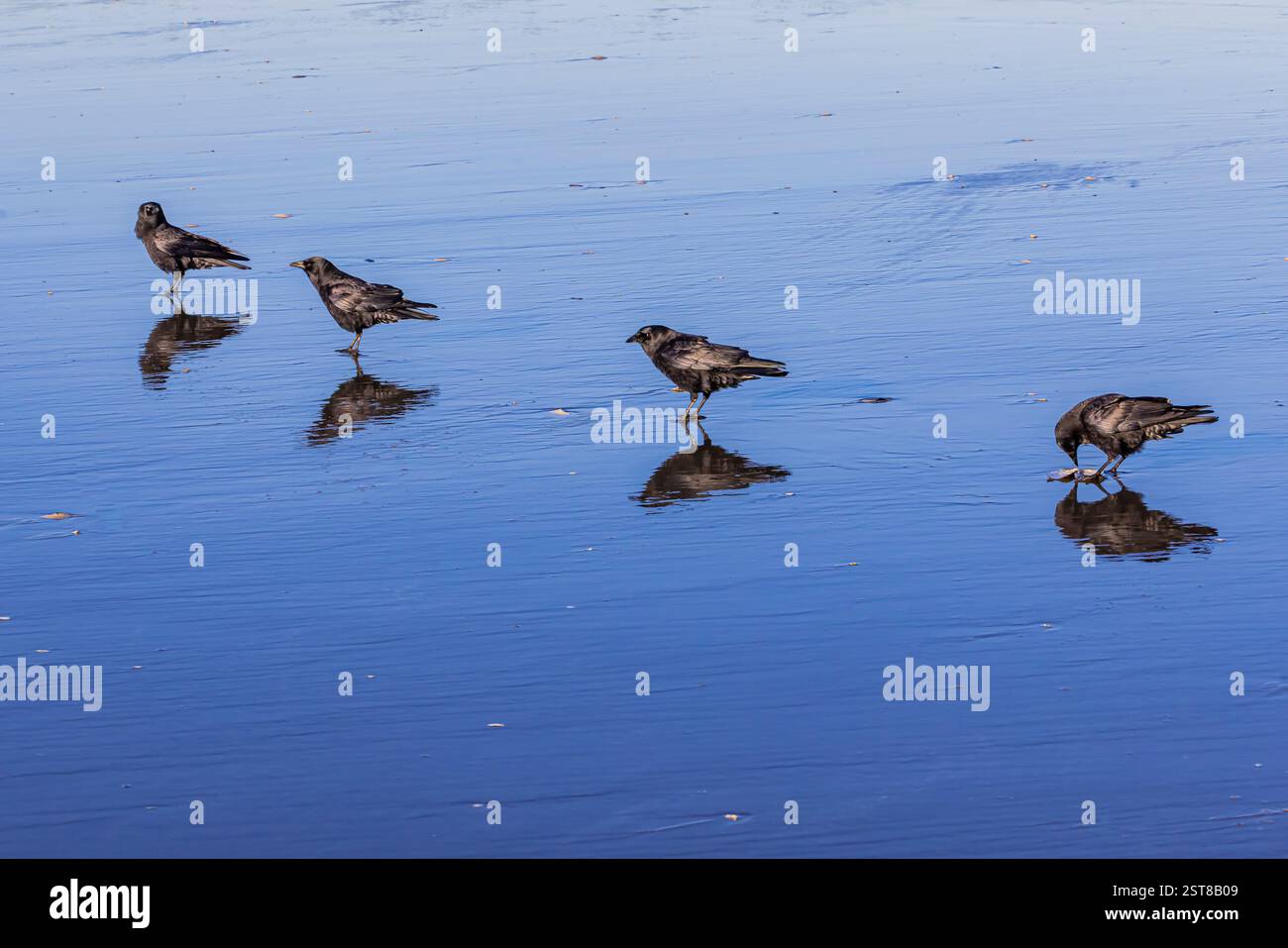 American Crows waiting to examine the diggings of a person harvesting ...