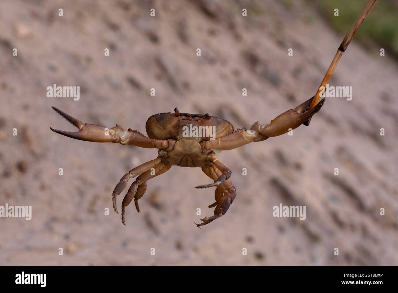 Freshwater crayfish colors hi-res stock photography and images - Alamy