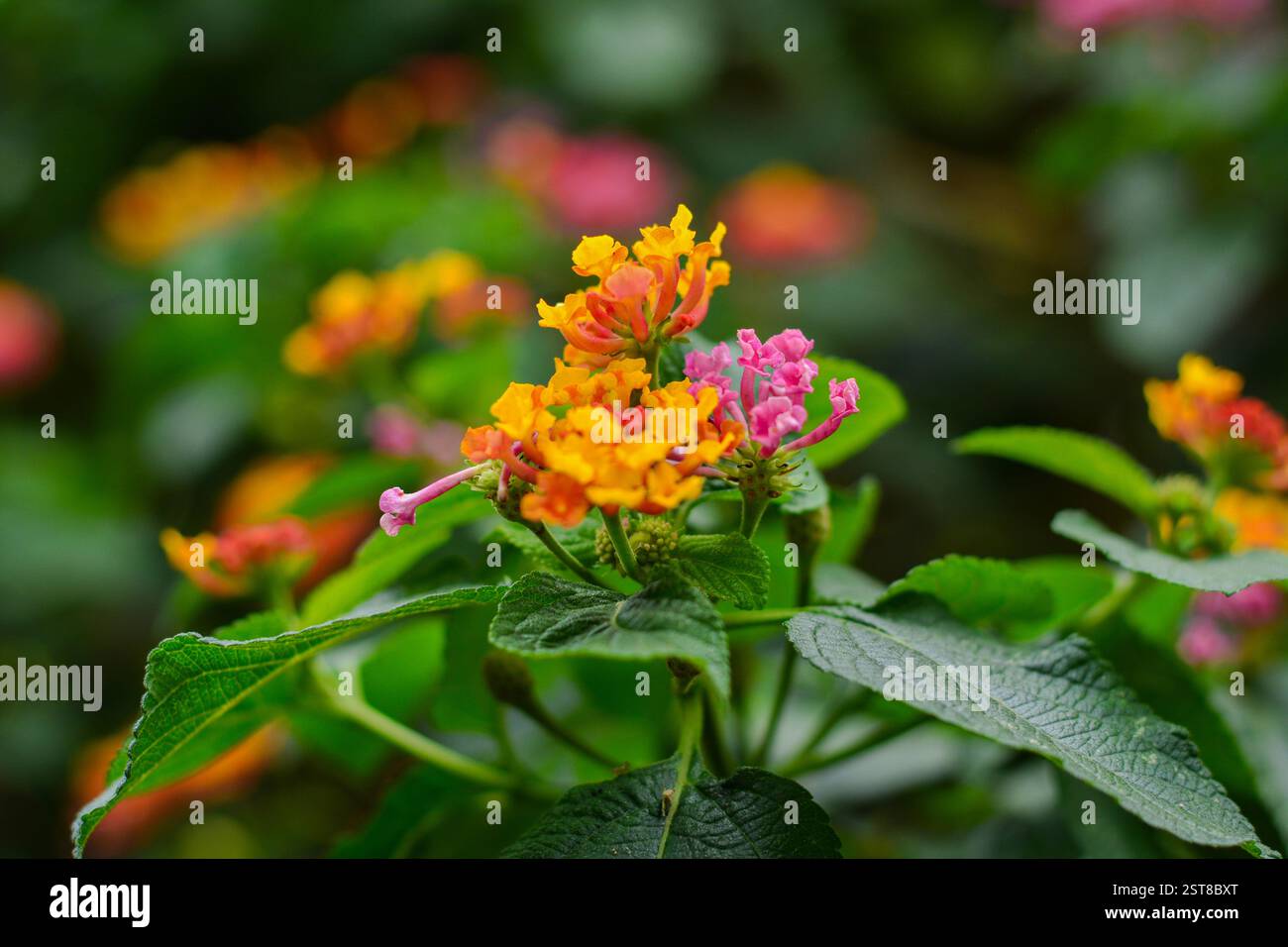 Closeup of Spanish flag flower (Lantana camara) also known as Cinco ...
