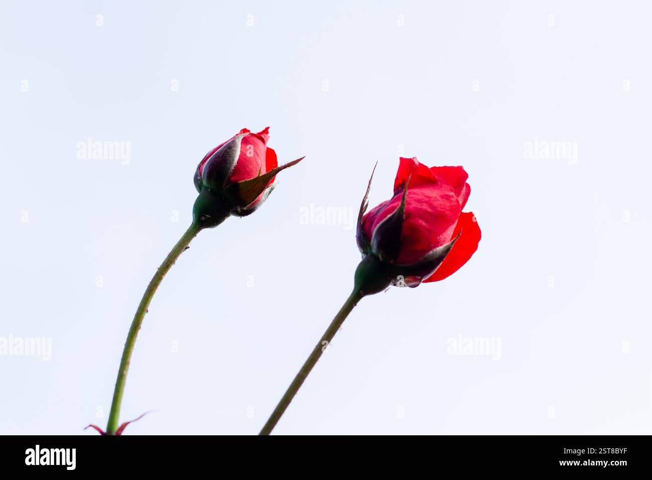 Beautiful red roses (scarlet garden rose) with beautiful petals on a ...