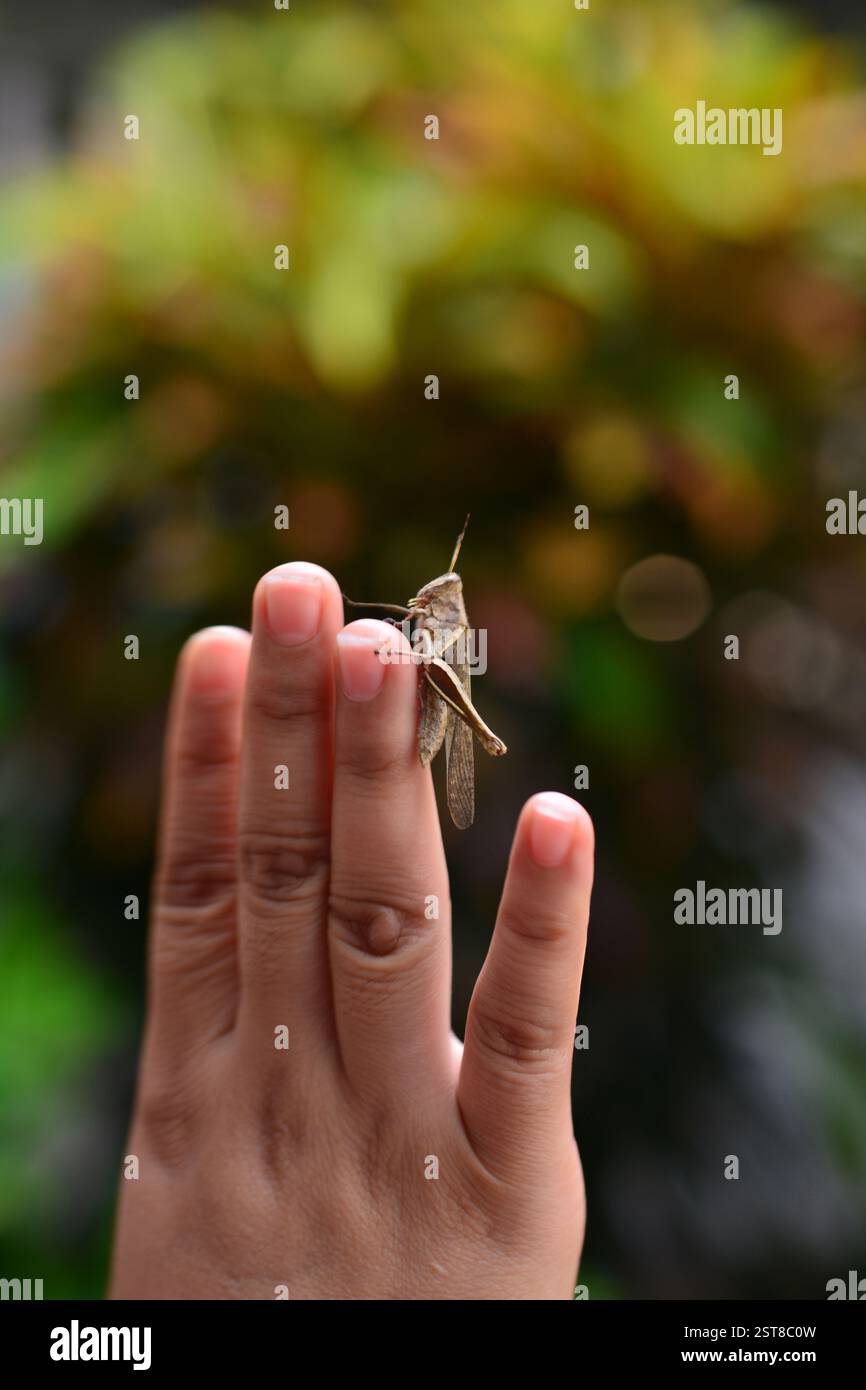 A house cricket (Acheta domesticus) on the fingers of a hand with a ...