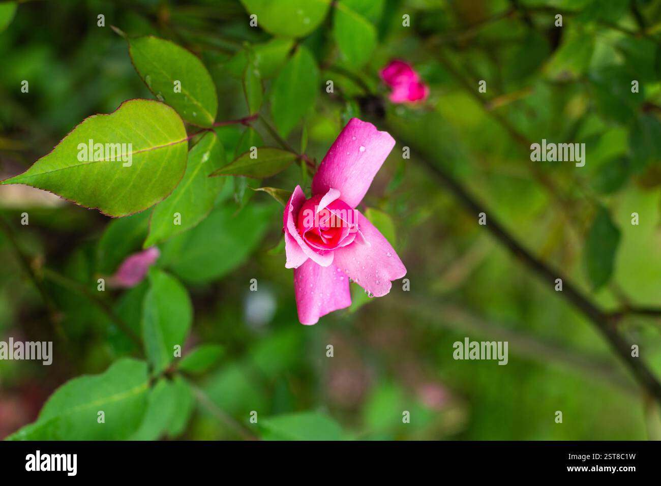 Rosa chinensis hi-res stock photography and images - Alamy