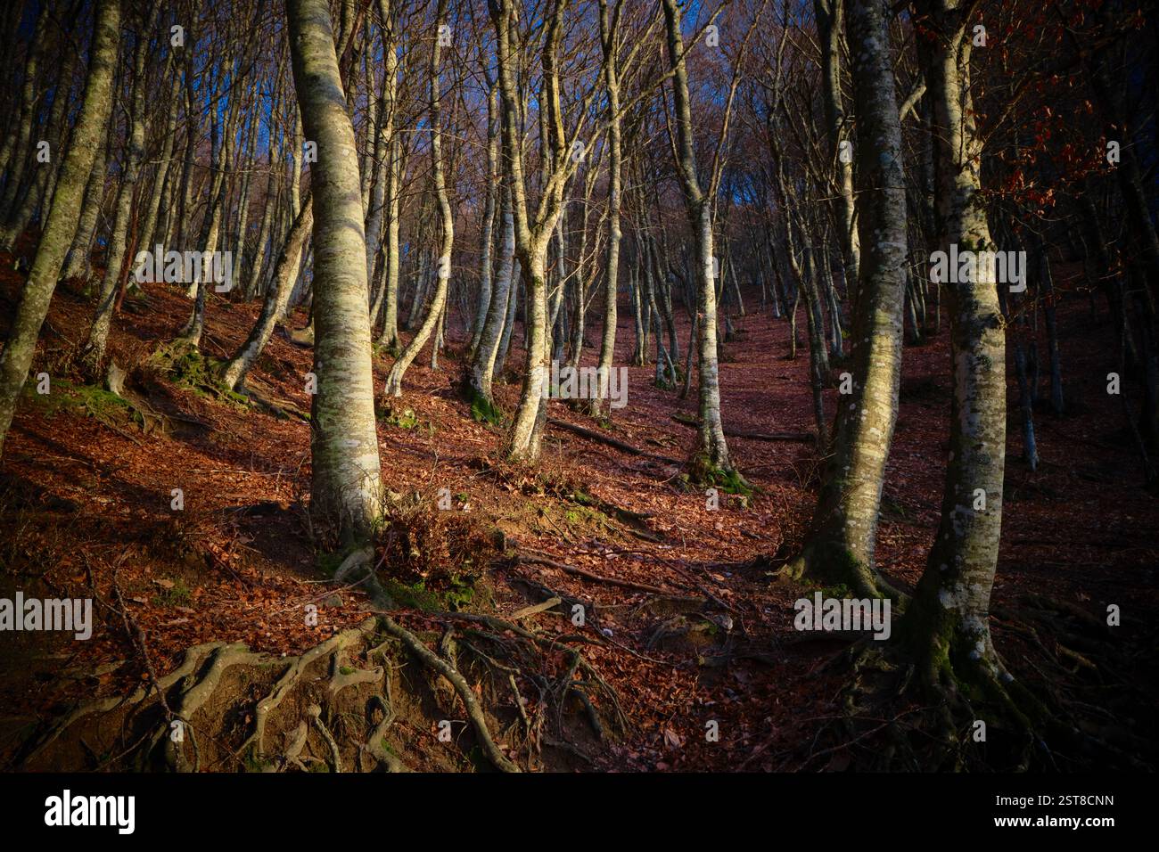 Wild pine forest dense trees hi-res stock photography and images - Alamy