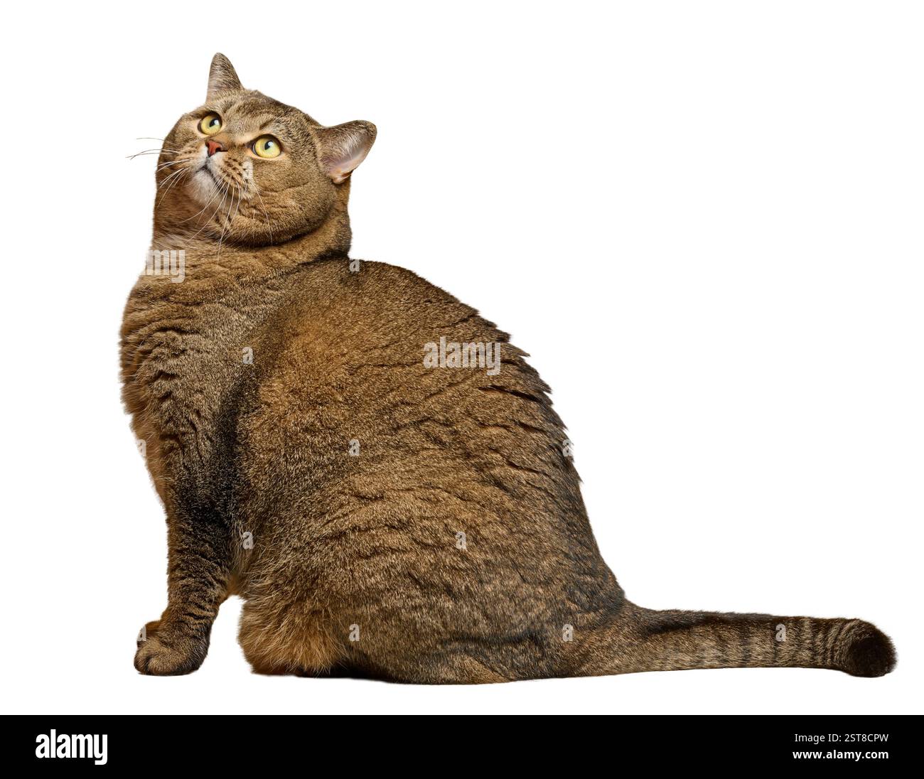 Scottish straight adult cat Cut Out Stock Images & Pictures - Alamy