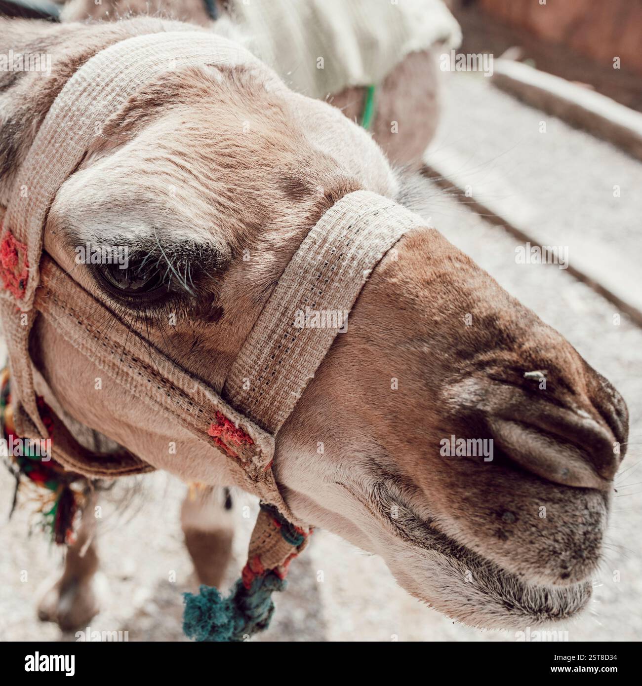 Dromedary camel close up isolated hi-res stock photography and images ...