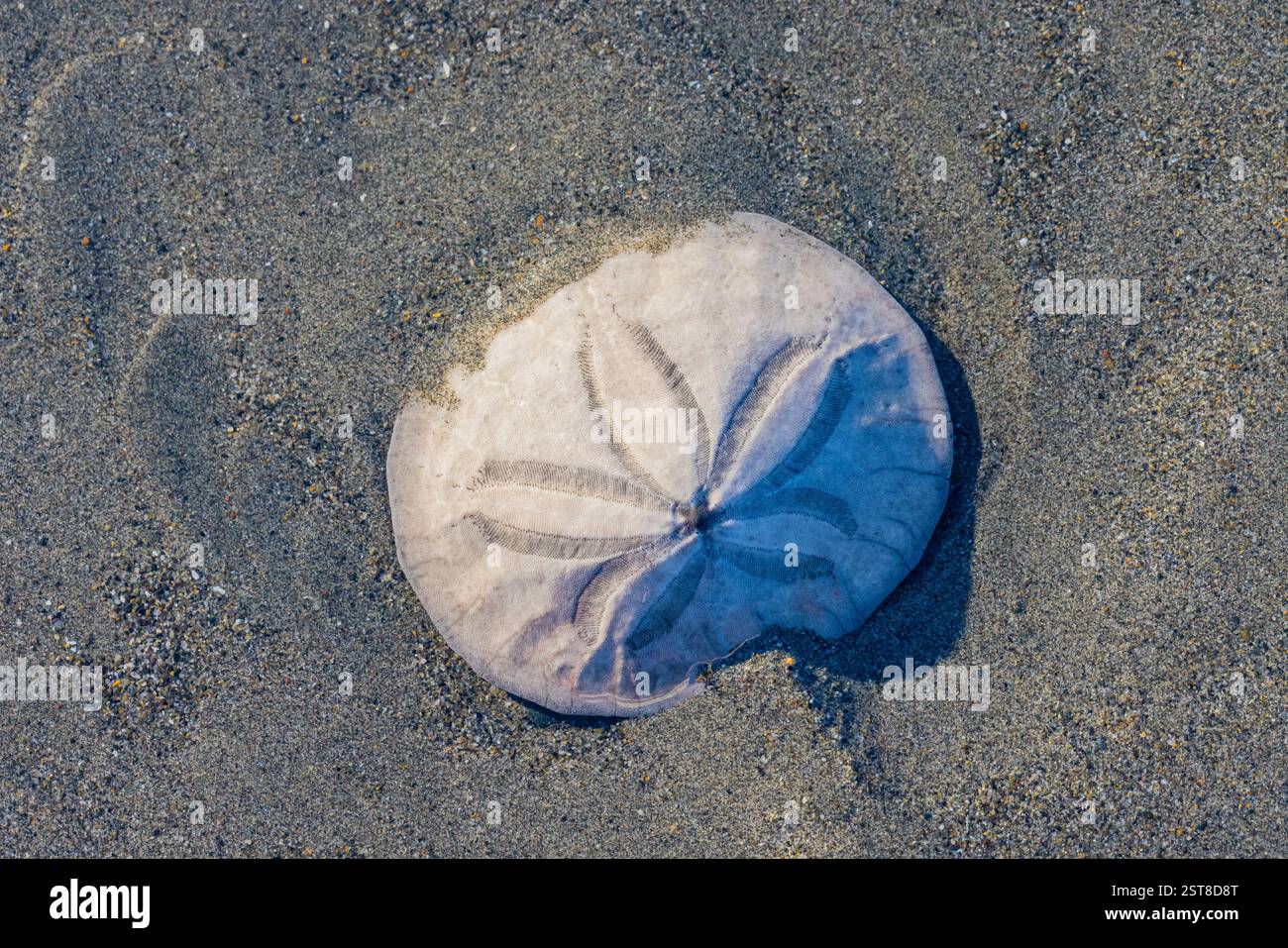 Eccentric Sand Dollar, Dendraster excentricus, washed in on Mocrocks ...