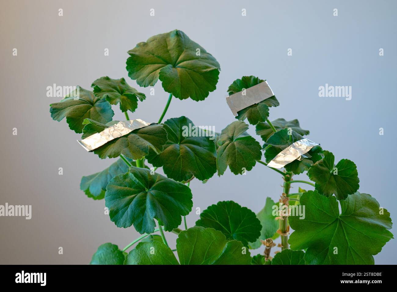 A few green leaves of a geranium plant are partially covered with ...