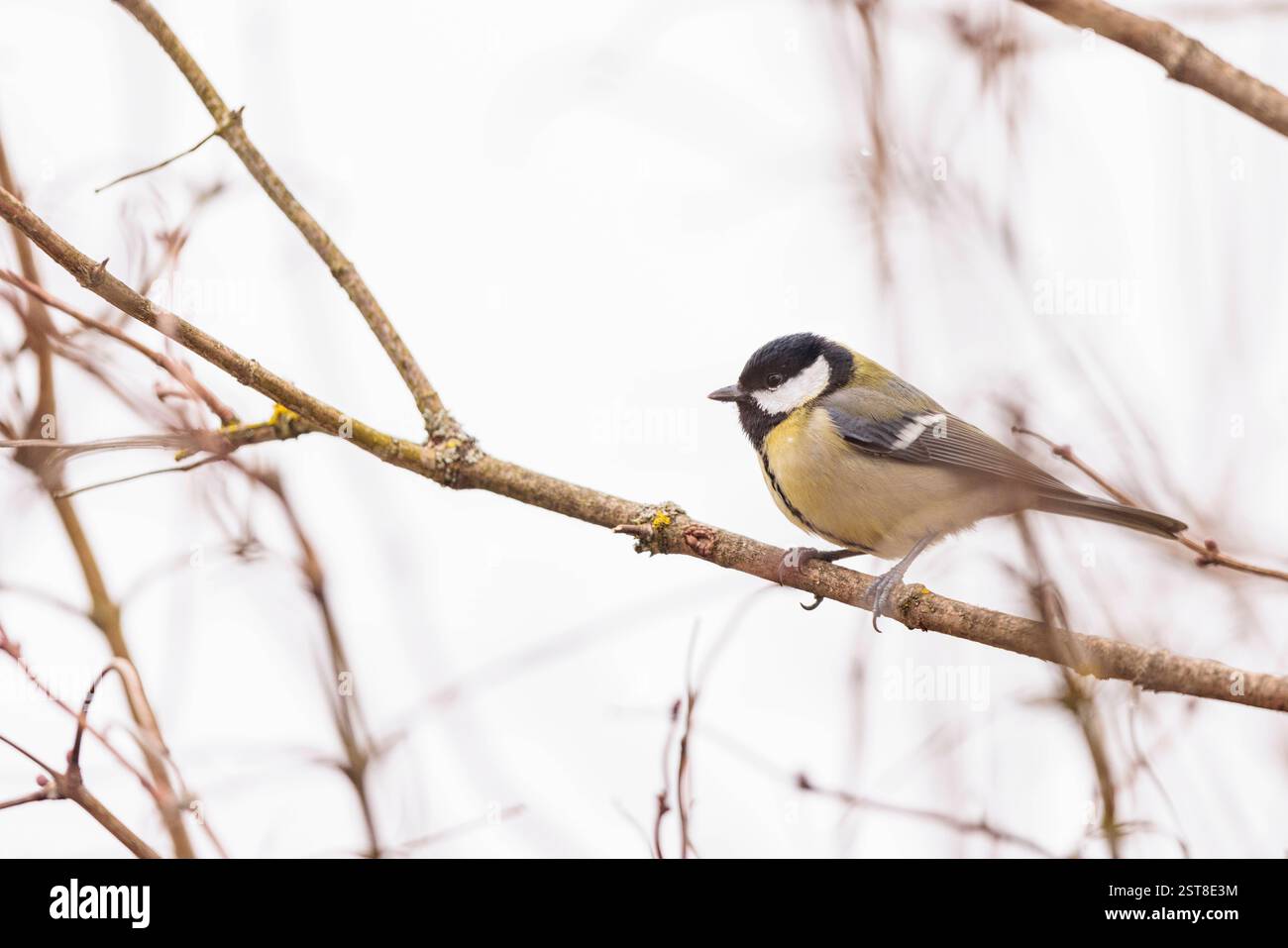 Tierwelt, Vögel 2025-02-16, GER, Bayern: Wintervögel - Kohlmeise im ...