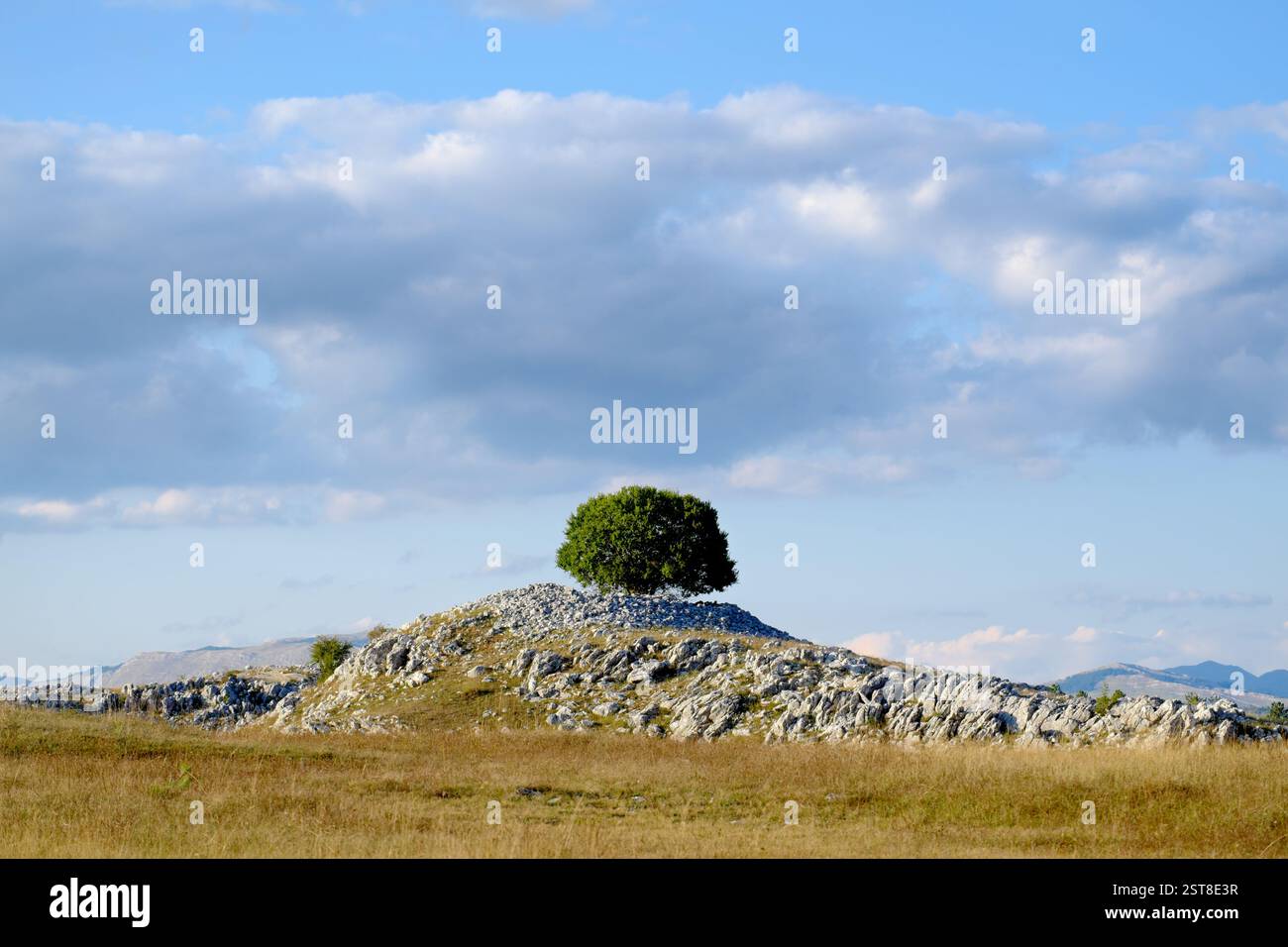 lone oak tree with cloud above in barren landscape, Gacko, Bosnia and ...