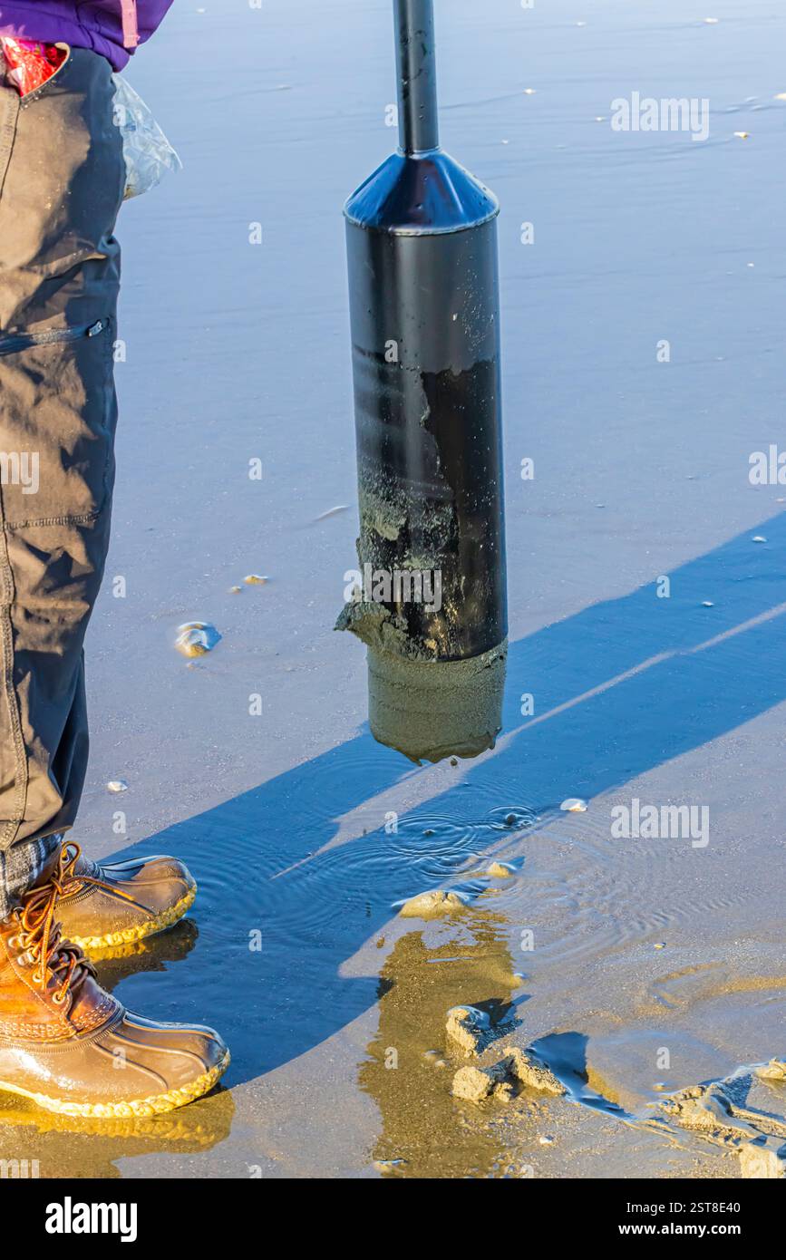 Using a clam gun for harvesting Razor Clams on Mocrocks Beach, Pacific ...