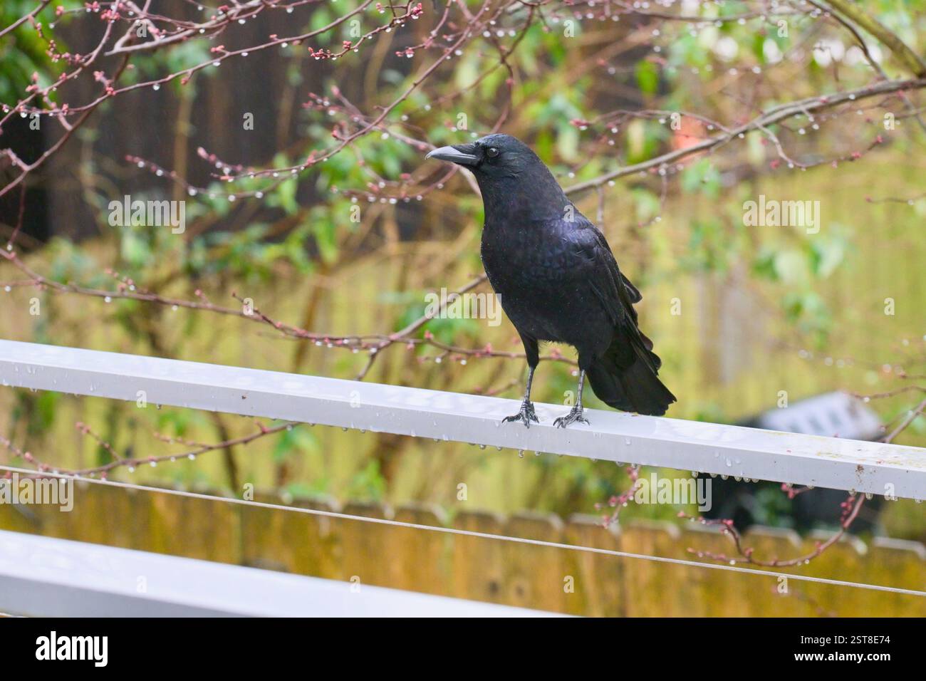 American Crow (Corvus brachyrhynchos) in Seattle Stock Photo - Alamy